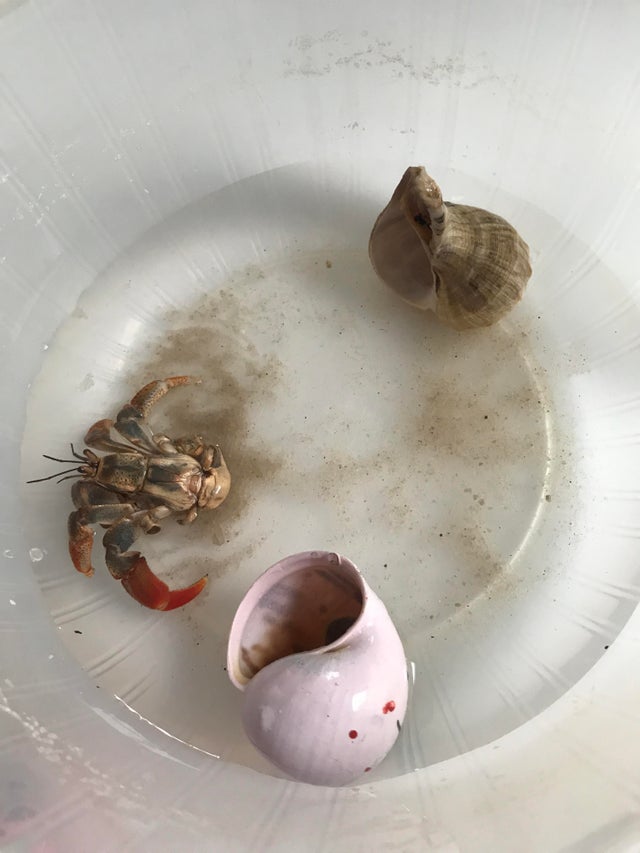 Why won't my hermit crab come out of its shell?