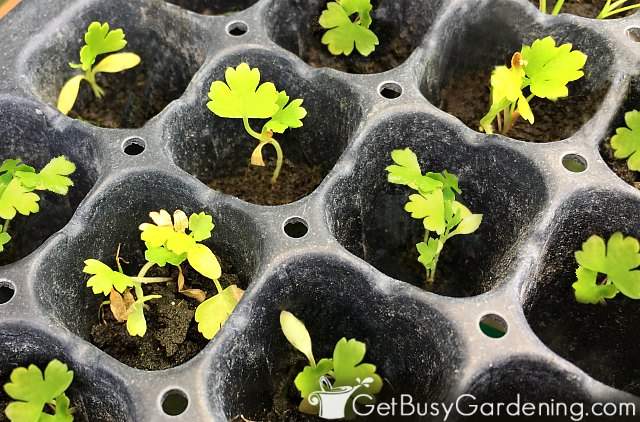 Why won't my parsley seeds germinate?