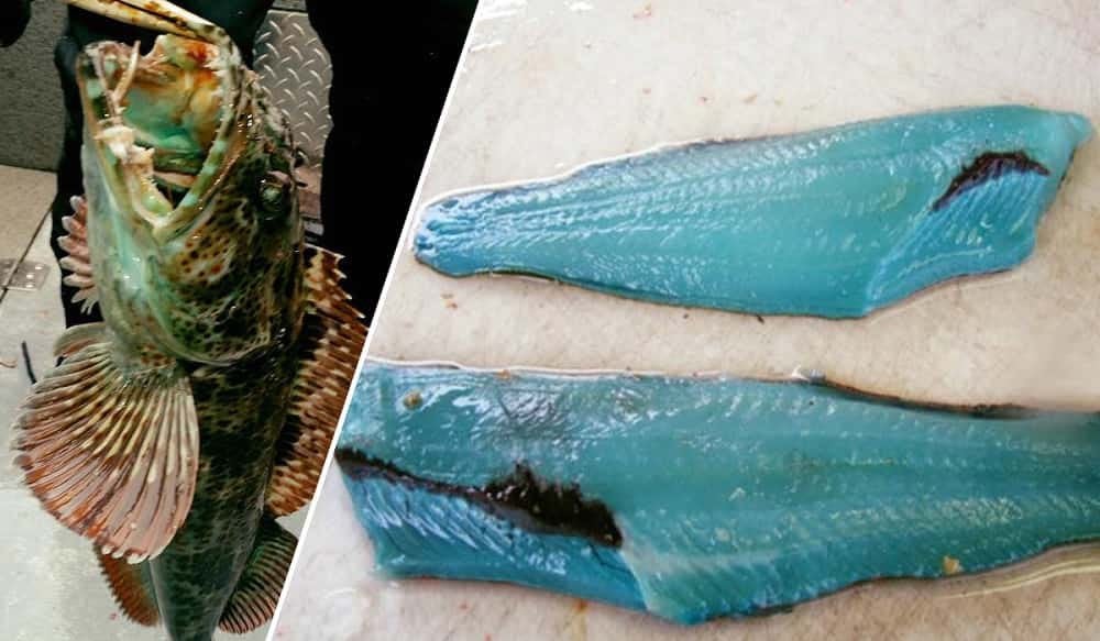 Why would fish flesh be blue?
