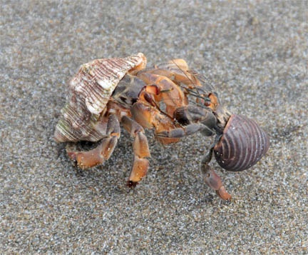 Why would hermit crabs fight?