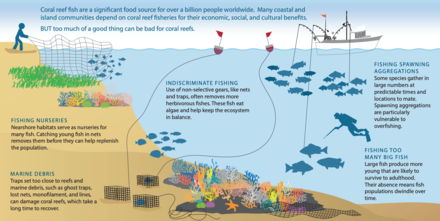 Why would the overfishing of very large fish cause a decrease in the numbers of small fish?