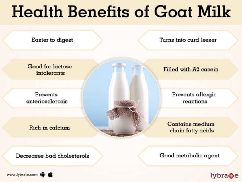 Why you should not drink goat milk?