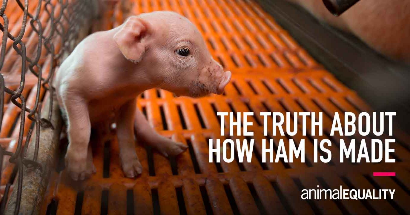 Why you should not eat ham?