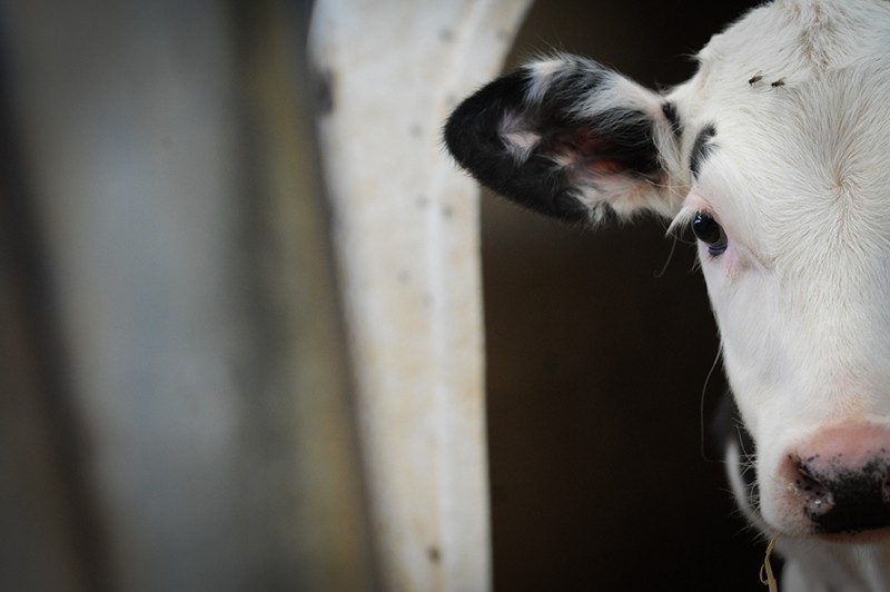 Why you should not eat veal?