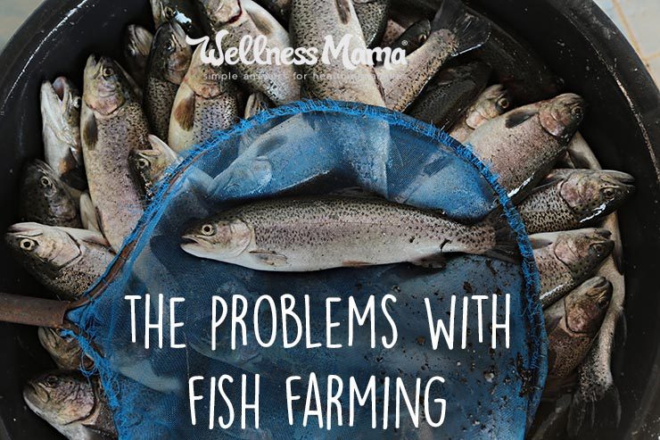 Why you shouldn't buy farm-raised fish?