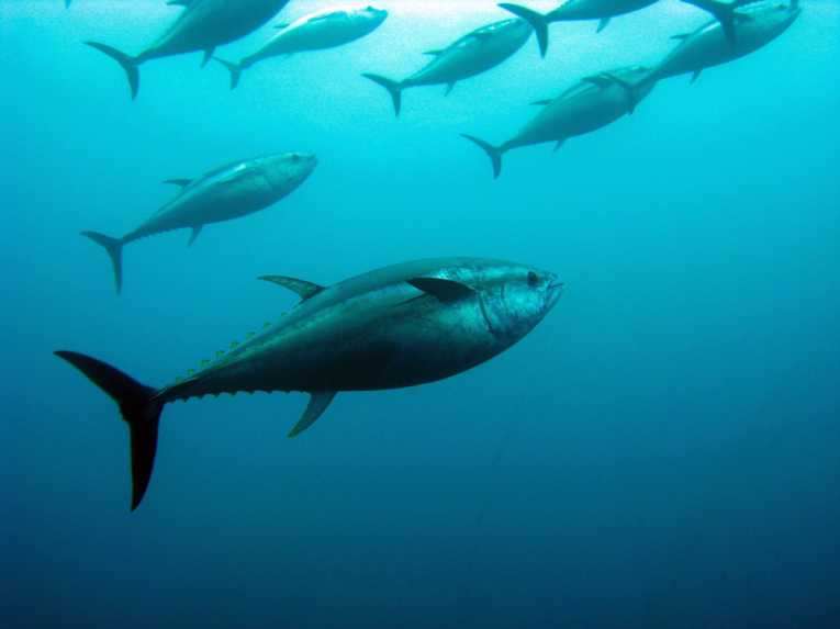 Why you shouldnt eat bluefin tuna?