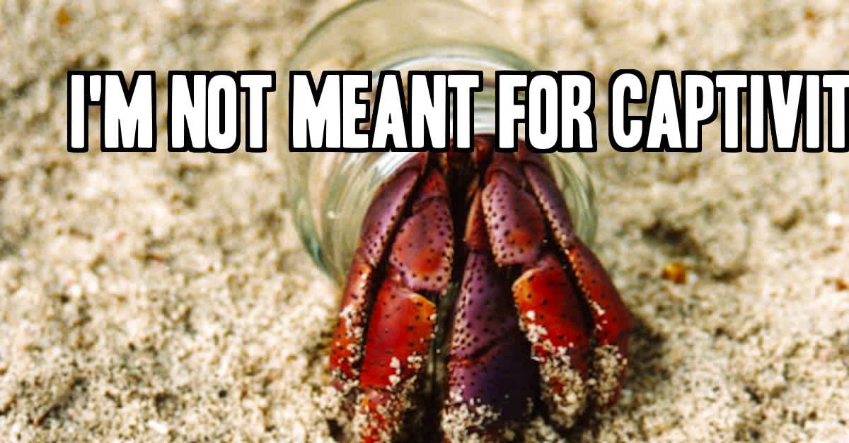 Why you shouldn't get a hermit crab?