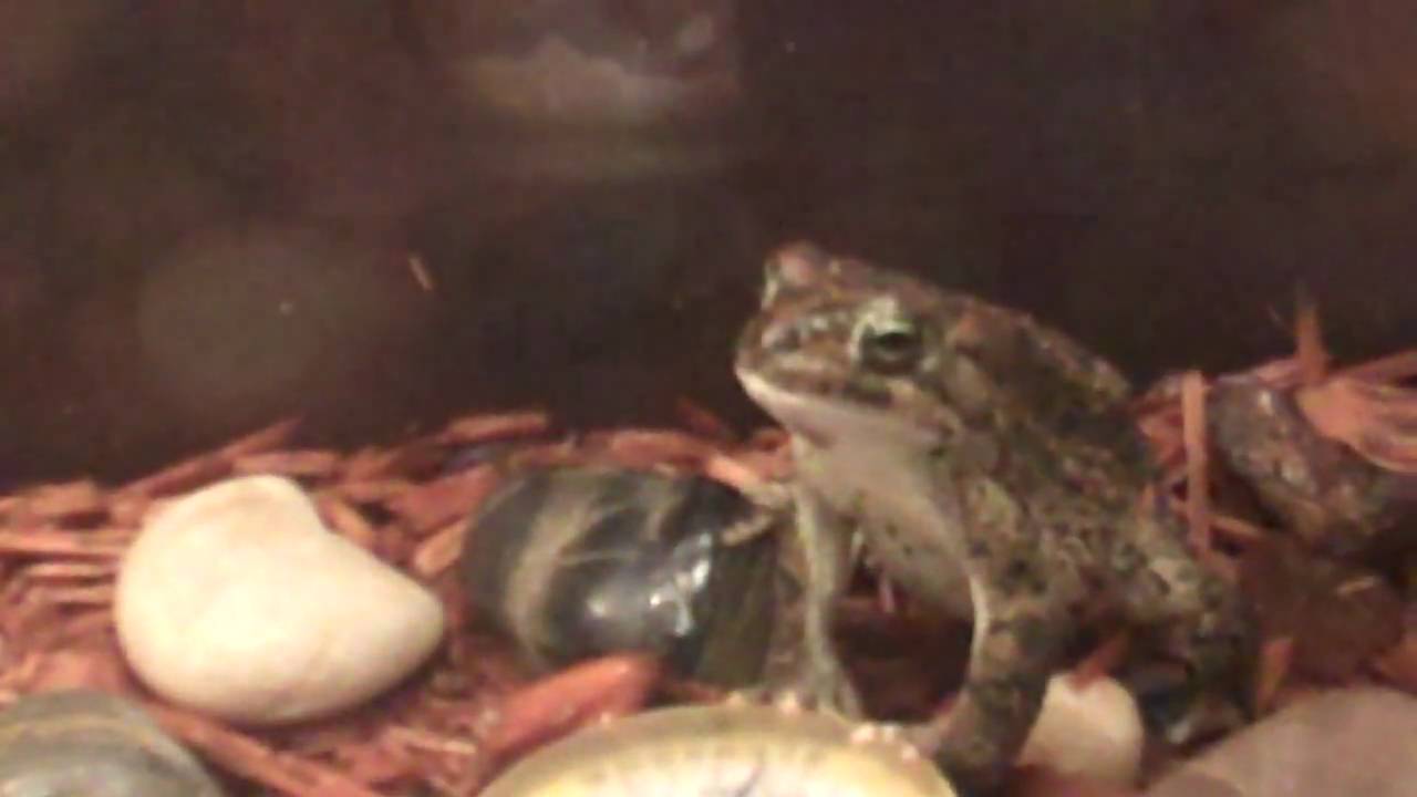 Will a frog die if it vomits?