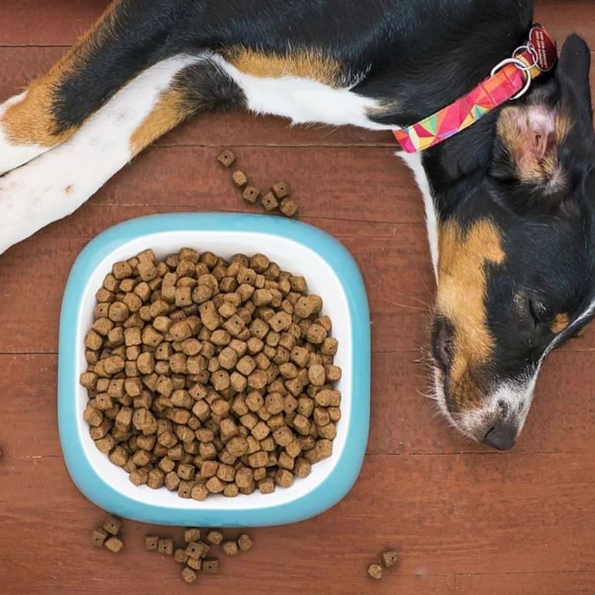 Will a picky dog starve itself?