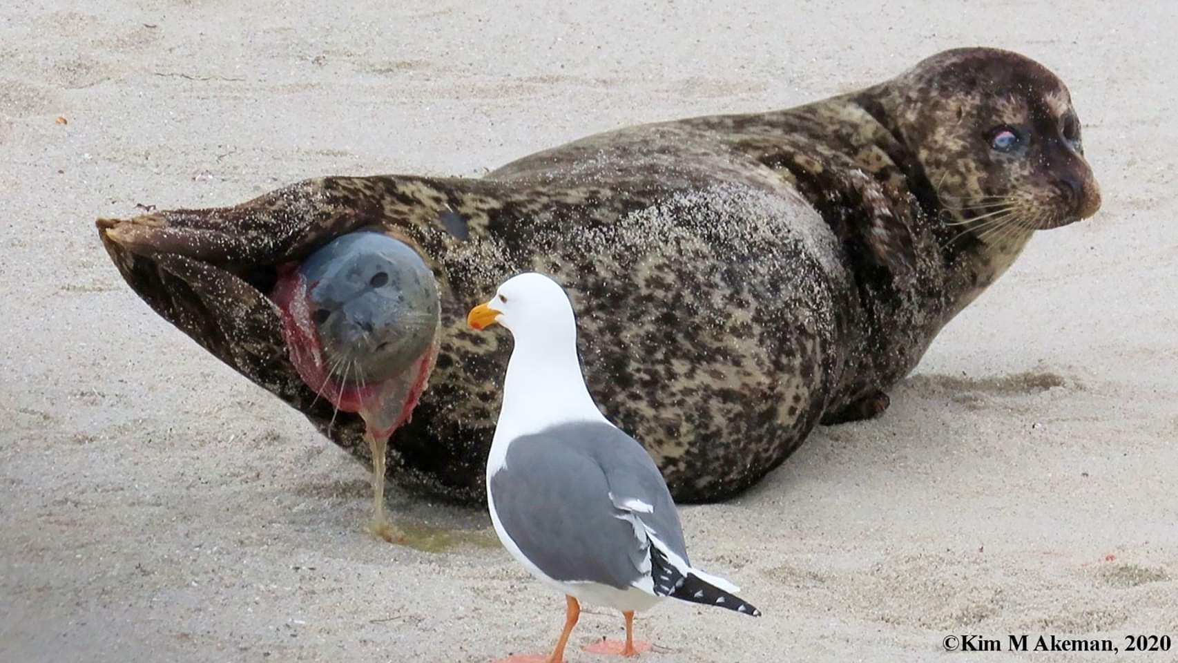 Will a seal eat a seagull?