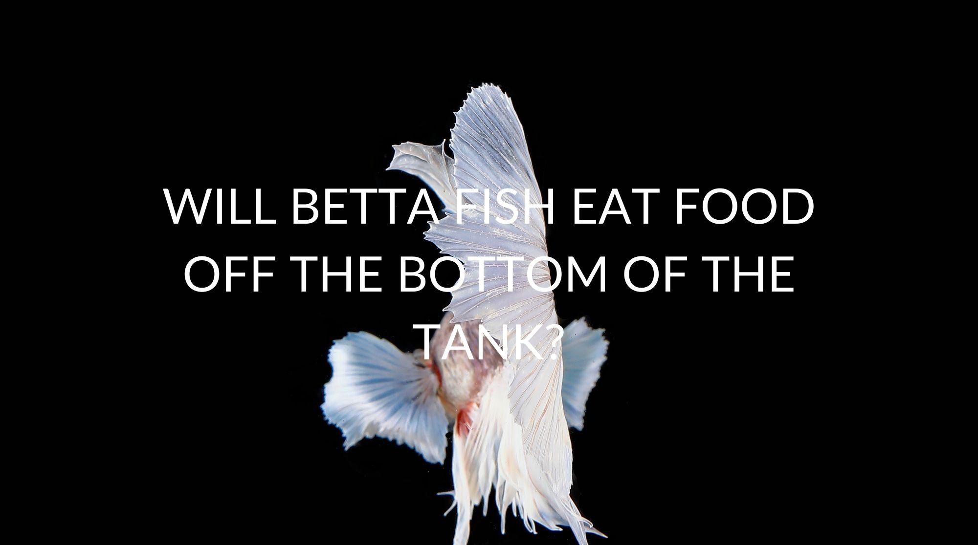 Will betta fish eat food off the bottom of the tank?