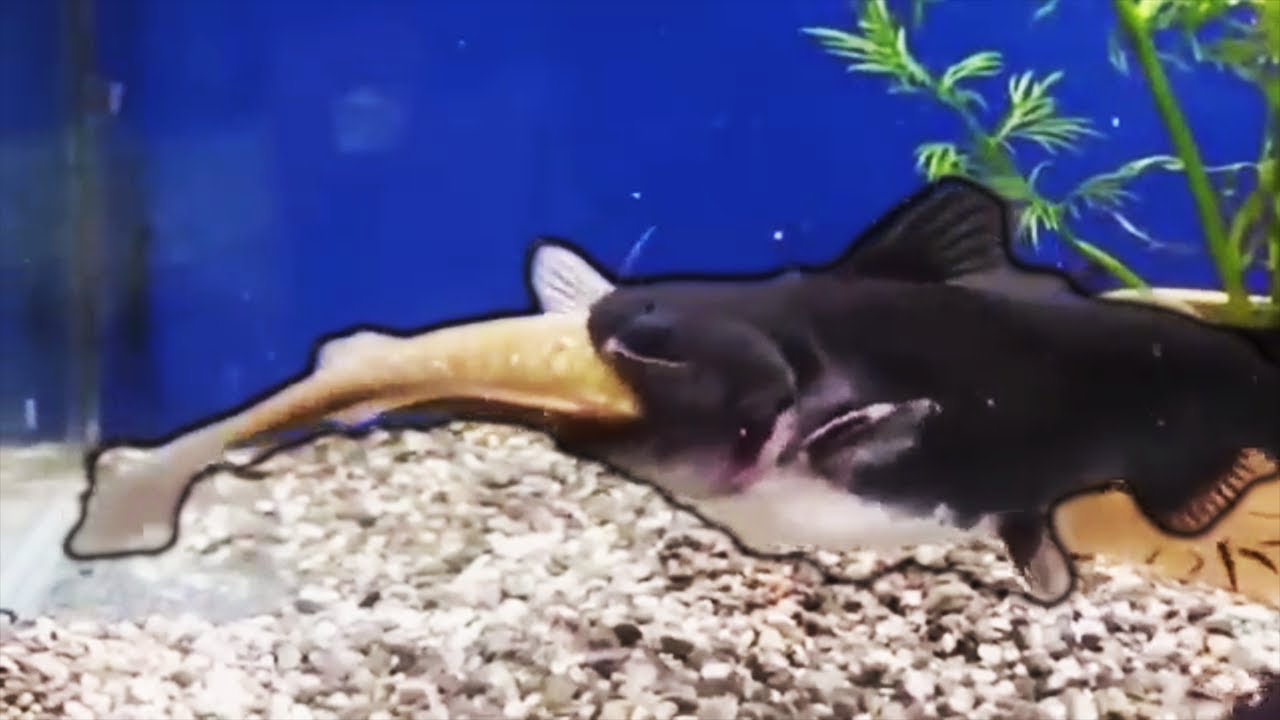 Will Big fish eat small fish in aquarium?