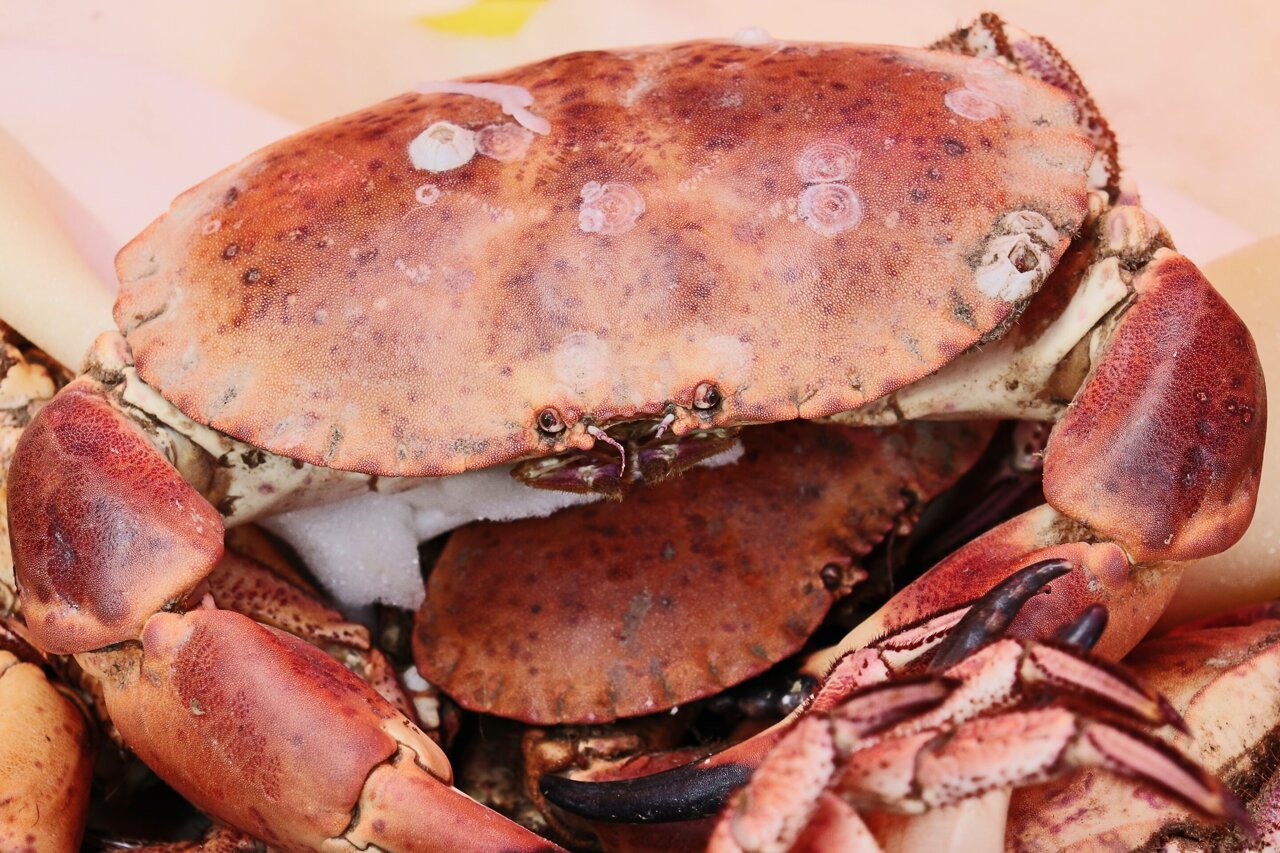 Will crab prices go down in the future?