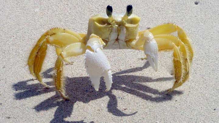 Will crabs live in freshwater?