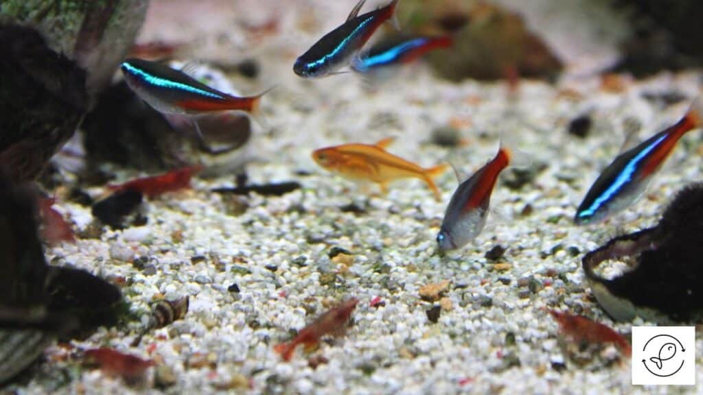 Will GloFish tetras eat shrimp?