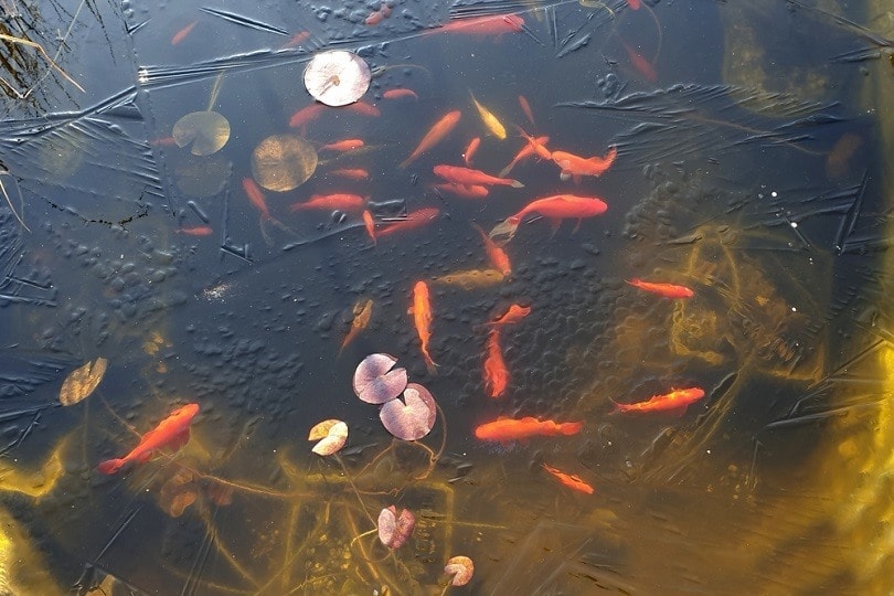 Will goldfish survive in a frozen pond?