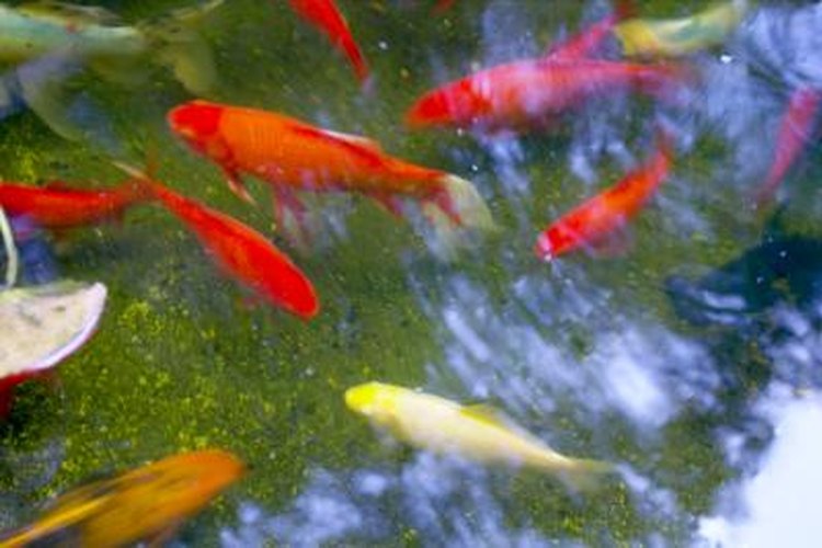 Will goldfish survive in a pond over winter?