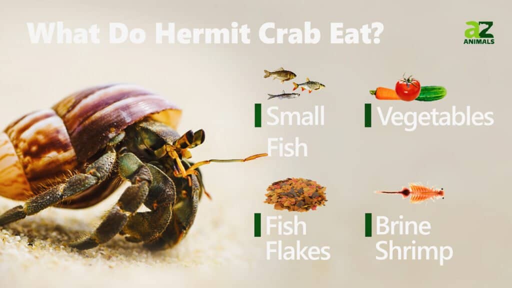 Will hermit crabs eat fish food?