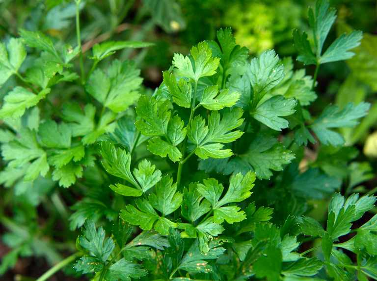 Will parsley come back every year?