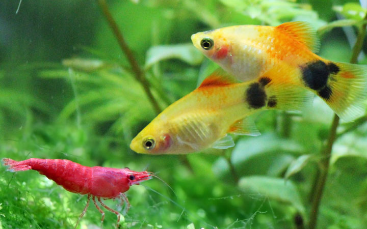 Will platys eat cherry shrimp?