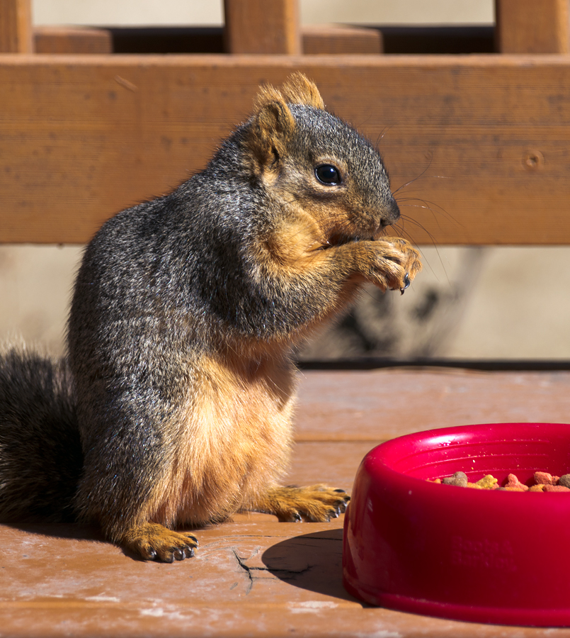 Will squirrels eat soybeans?