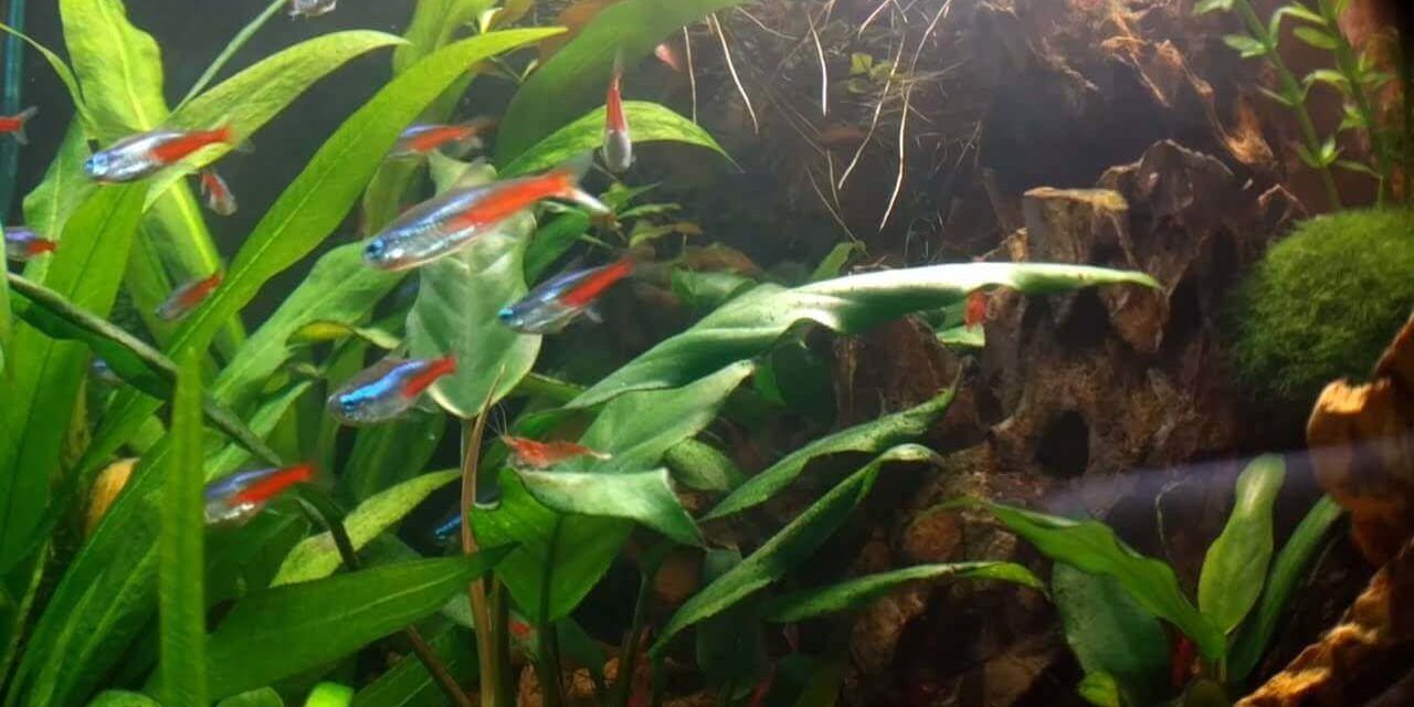 Will tetras eat my shrimp?