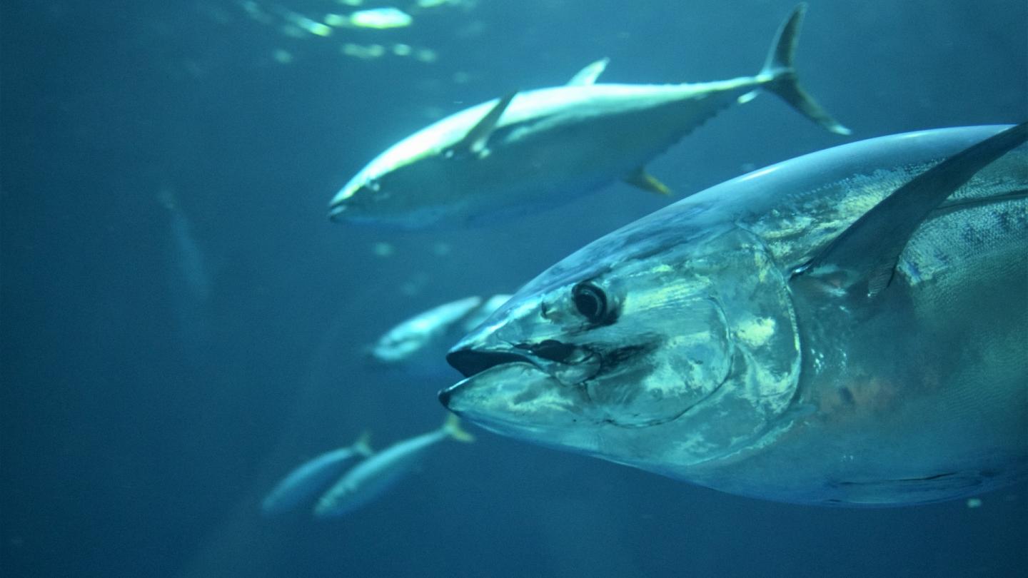 Will tuna become extinct?